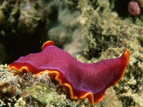 Marine Worms National Geographic