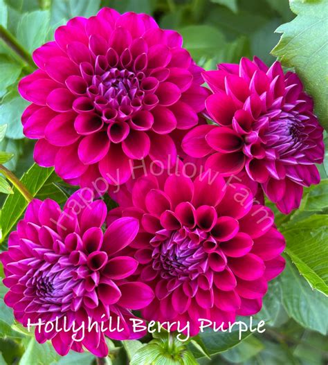 Hollyhill Berry Purple Happy Hollow Farm
