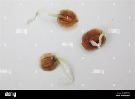 Pregerminated Parsnip Seeds Showing Developing Root Stock Photo Alamy