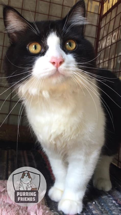 Purring Friends Our Male Persian Tuxedo Kitten 🤍