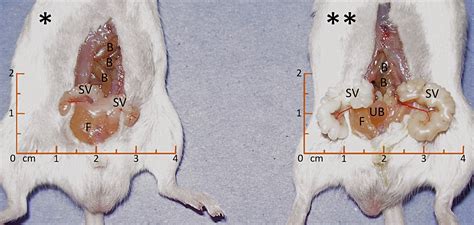 Occlusion Of Seminal Vesicles Increases Sexual Activity In A Mouse Model European Urology