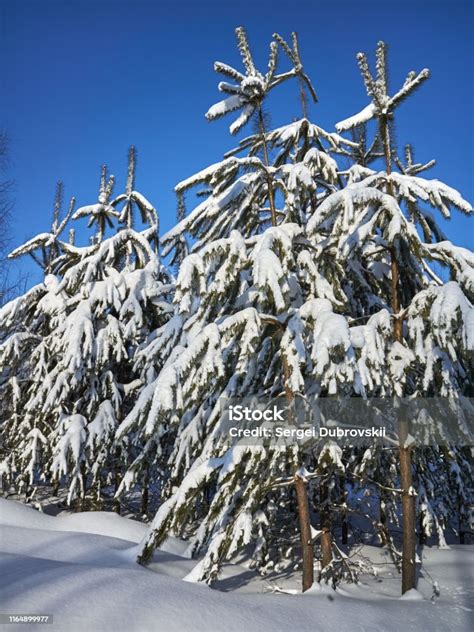 푸른 하늘 배경에 겨울에 눈 아래 전나무 나무와 가지 0명에 대한 스톡 사진 및 기타 이미지 0명 개체 그룹 겨울 Istock