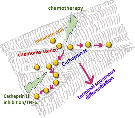 Targeting Lineage Plasticity Overcomes Chemoresistance Cancer Cell
