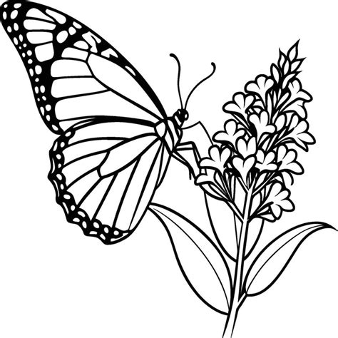 Monarch Butterfly Coloring Pages Monarch Butterfly Coloring Pages For