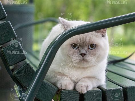 Skillnaden Mellan Raskatt Huskatt Och Bondkatt Meduselds