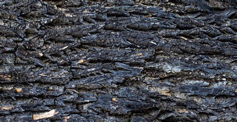 带有背景或纹理细节的橡树树皮