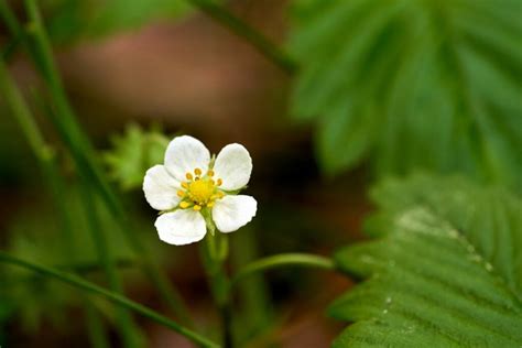 Monoecious Dioecious And Hermaphoriditic Plants Plantura