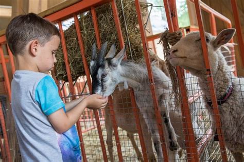 Moscow’s Urban Farm teaches kids how to grow their own food