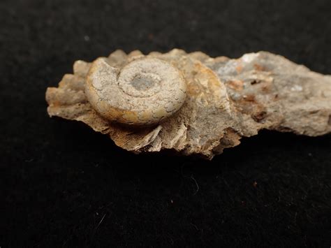 Identification Ammonite Demandes D Identification De Fossiles Géoforum