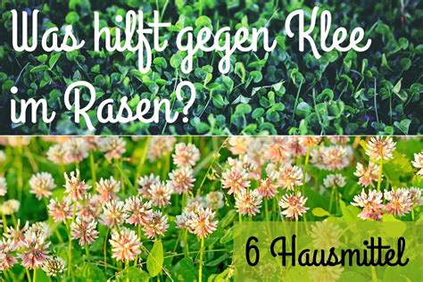 Klee Im Rasen Schmerzhaft Unkraut Im Rasen Diese 11 Arten Sollten