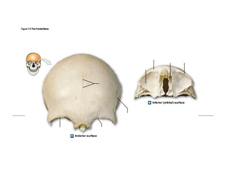 Frontal Bone Ectocranial Diagram Quizlet