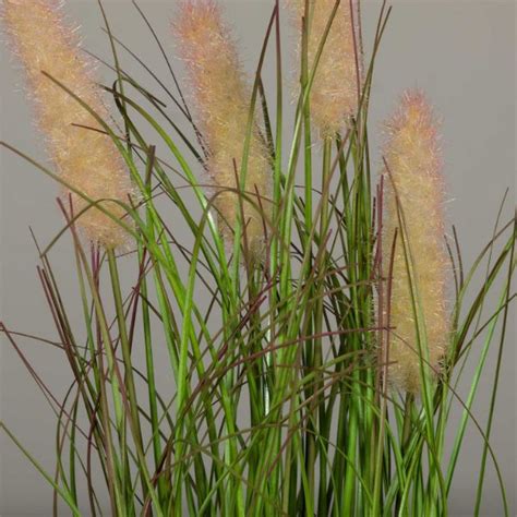 21in Plume Grass Gs1 61922