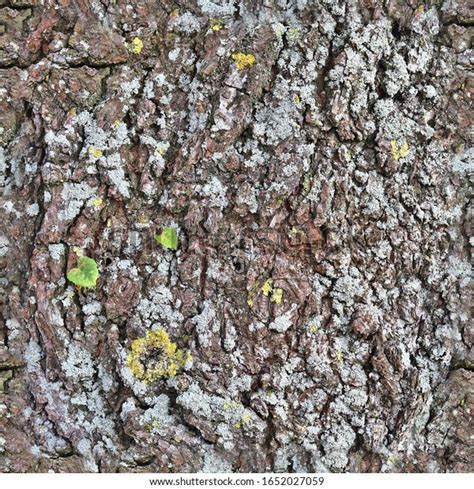 Photo Realistic Seamless Texture Pattern Tree Stock Photo Shutterstock