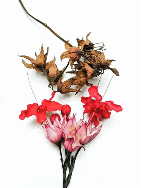 계절 전환 계절의 변화 꽃 꽃 사진 꽃꽂이 꽃이 피는 대조 드라이플라워 미니멀리스트 부케 분홍색 분홍색 꽃 붉은 꽃 빨간 색 대비 생활주기