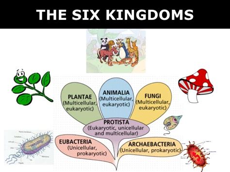 Modern Classification System Kingdoms At Carolyn Mendenhall Blog
