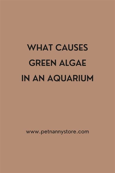 What Causes Green Algae In An Aquarium Artofit