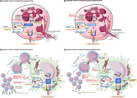 Hiv Exposed Uninfected Infants Immune Defects From Pathogen Sensing