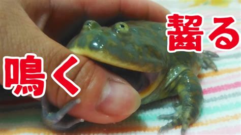 バジェットガエルの鳴き声 YouTube
