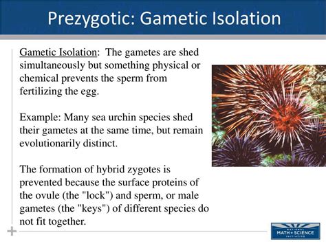 PPT Macroevolution Part II Allopatric Speciation PowerPoint Presentation ID 6718335