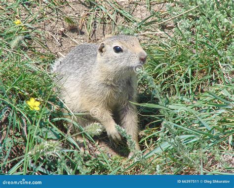 The Gopher Sits On The Earth Among A Grass And Looks Afar Stock Image Image Of Head Outdoors The Gopher Sits On The Earth Among A Grass And Looks Afar Stock Image Image Of Head Outdoors