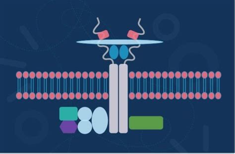 Understanding Fgf Signaling A Key Pathway In Development And Disease