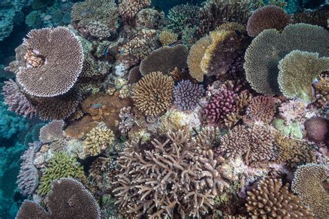 Coral Reefs Need A Big Win In Montreal What Will It Take Blog