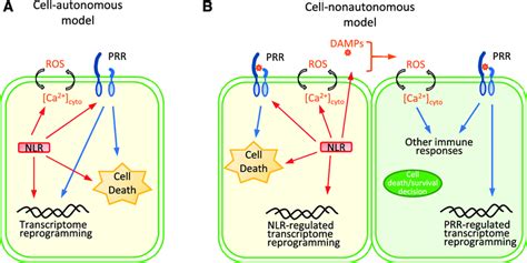 Cell Autonomous And Cell Nonautonomous Models For The Role Of Pattern Download Scientific