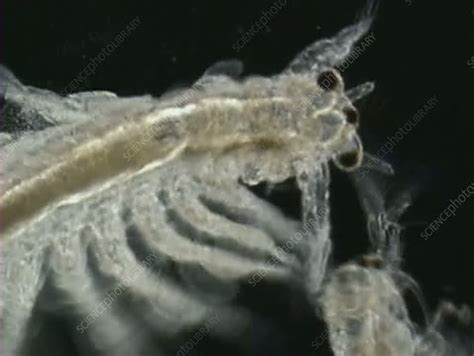 Artemia Hatching Stock Video Clip K0032947 Science Photo Library