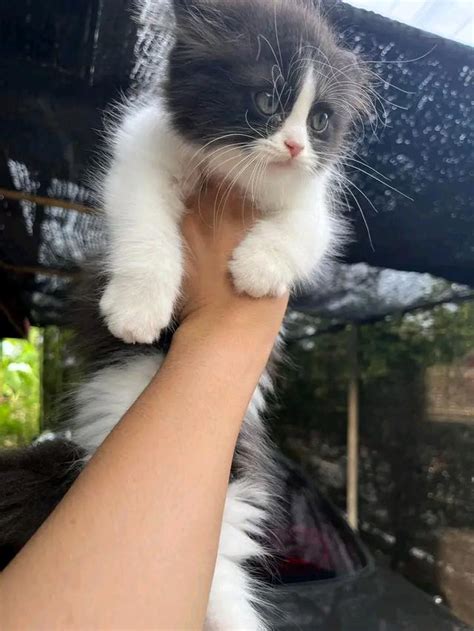 ขายแมวเปอร์เซีย เพศเมีย Ennxo