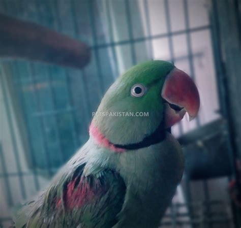 Pets Pakistan Alexandrine Parrot Raw Tota Male