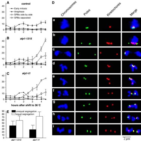 Chromosome Segregation During Asynchronous Growth At 36°c Control Download Scientific Diagram
