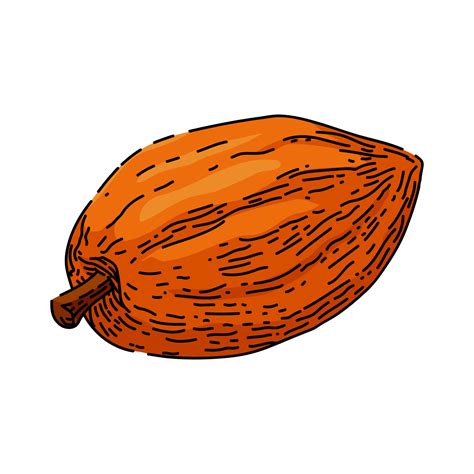 Cocoa Bean Sketch Hand Drawn Vector 17587366 Vector Art At Vecteezy Cocoa Bean Sketch Hand Drawn Vector 17587366 Vector Art At Vecteezy