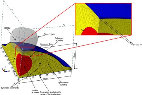 One Quarter Finite Element Model Of The Nanoindented Mesenchymal Stem