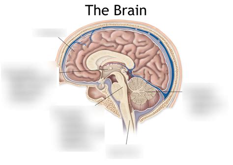 The Brain Diagram Quizlet