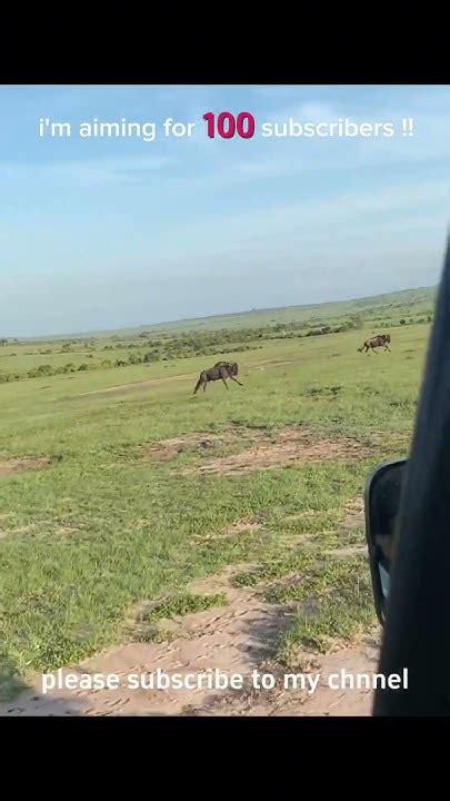 🐃tag In Nature🇰🇪 Kenya Gnu Wildbeest Youtube