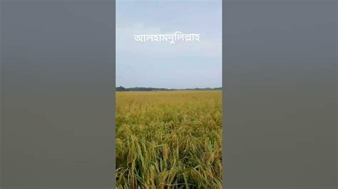 আমার ময়না টিয়া ফাগুন মাসের ধান তুলিয়া করমু তোমায় বিয়া Youtube