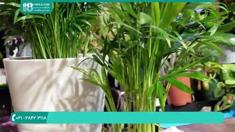 روش کاشت و نگهداری از گیاه اریکا پالم در منزل نماشا
