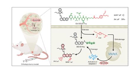 Self Activated Cascade Tailored Small Molecule For Cancer Therapy