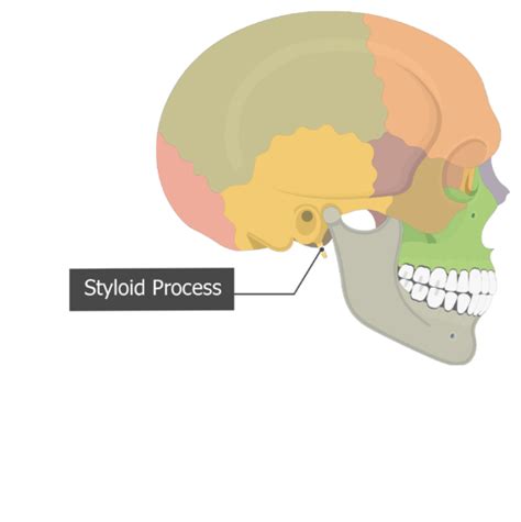 Styloid Process Anatomy
