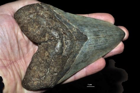 Could The Megalodon Still Exist What Science Says About ‘living Fossils Discoverwildscience
