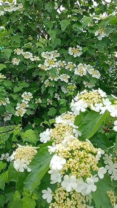 Leoina цвет калины цвететкалина Youtube