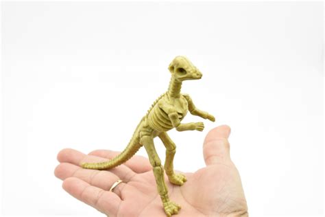 Micropachycephalosaurus