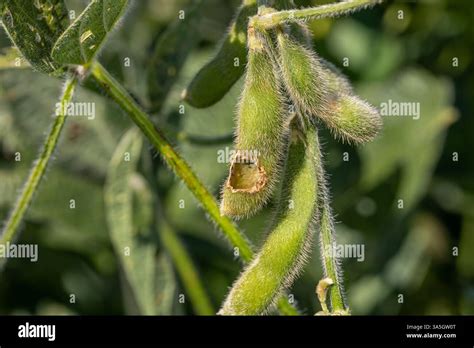 Soybean Pod And Seed With Insect Damage Insect And Pest Control