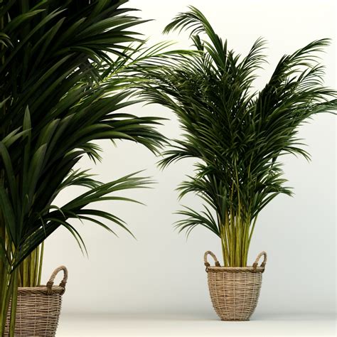 Office Tree Download The D Model Zeelproject Com
