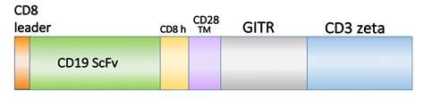 Cd19scfv Tm28 Gitr Cd3z Pm Car1054 Products Promab