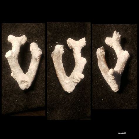 fossilized coral stick fossilized coral fossil coral coral