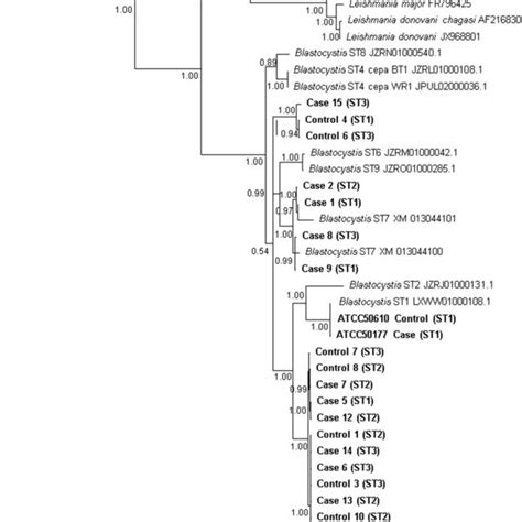 Bayesian Phylogenetic Tree Based On A Partial Nucleotide Sequence Of