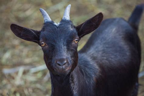 Goat Black Color