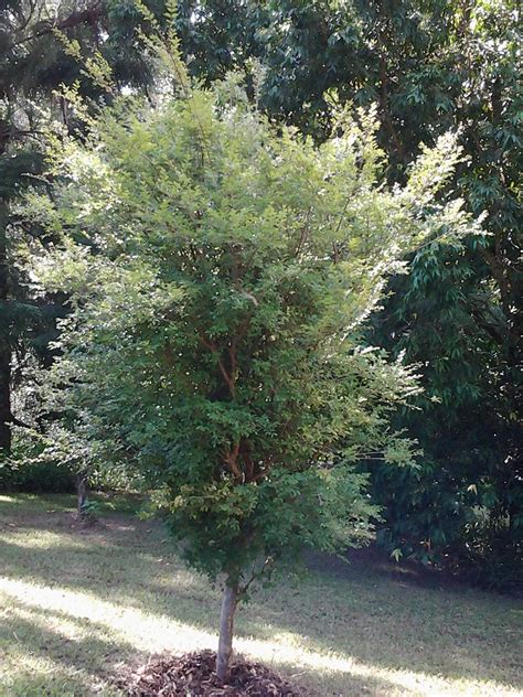 Forum Help Identifying Fruit Trees