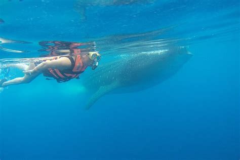 2024 Whale Shark Tour Isla Mujeres